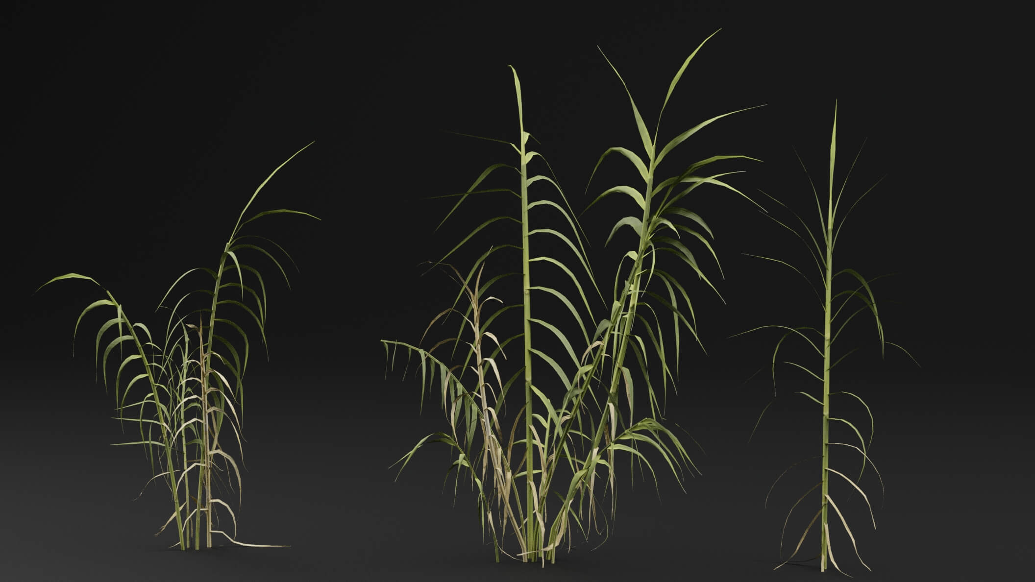 Giant Reed Plant - 3D Model by Green Lander
