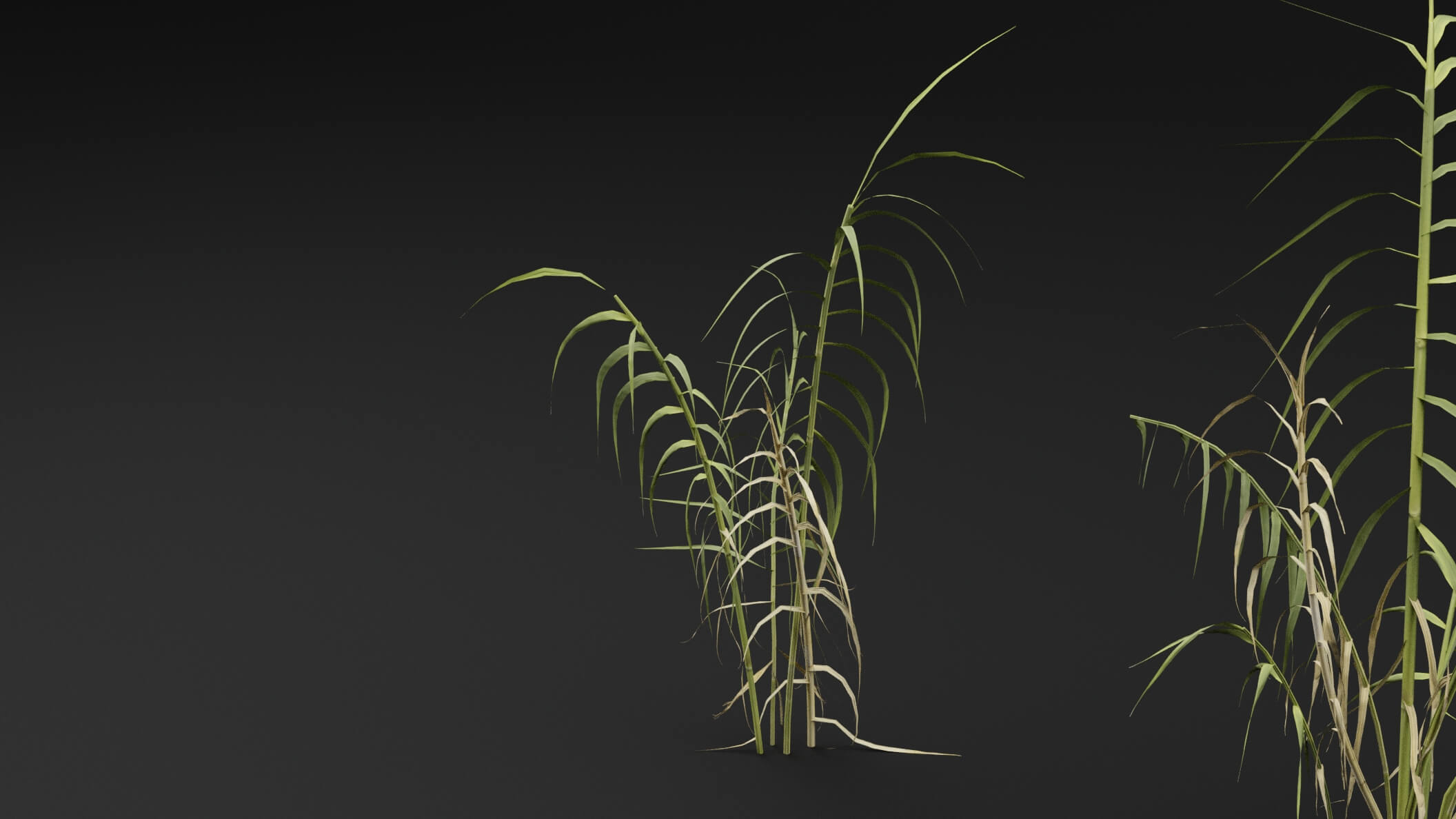 Giant Reed Plant - 3D Model by Green Lander