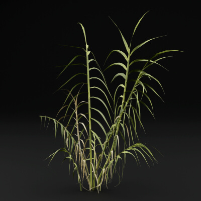 Giant Reed Plant - 3D Model by Green Lander