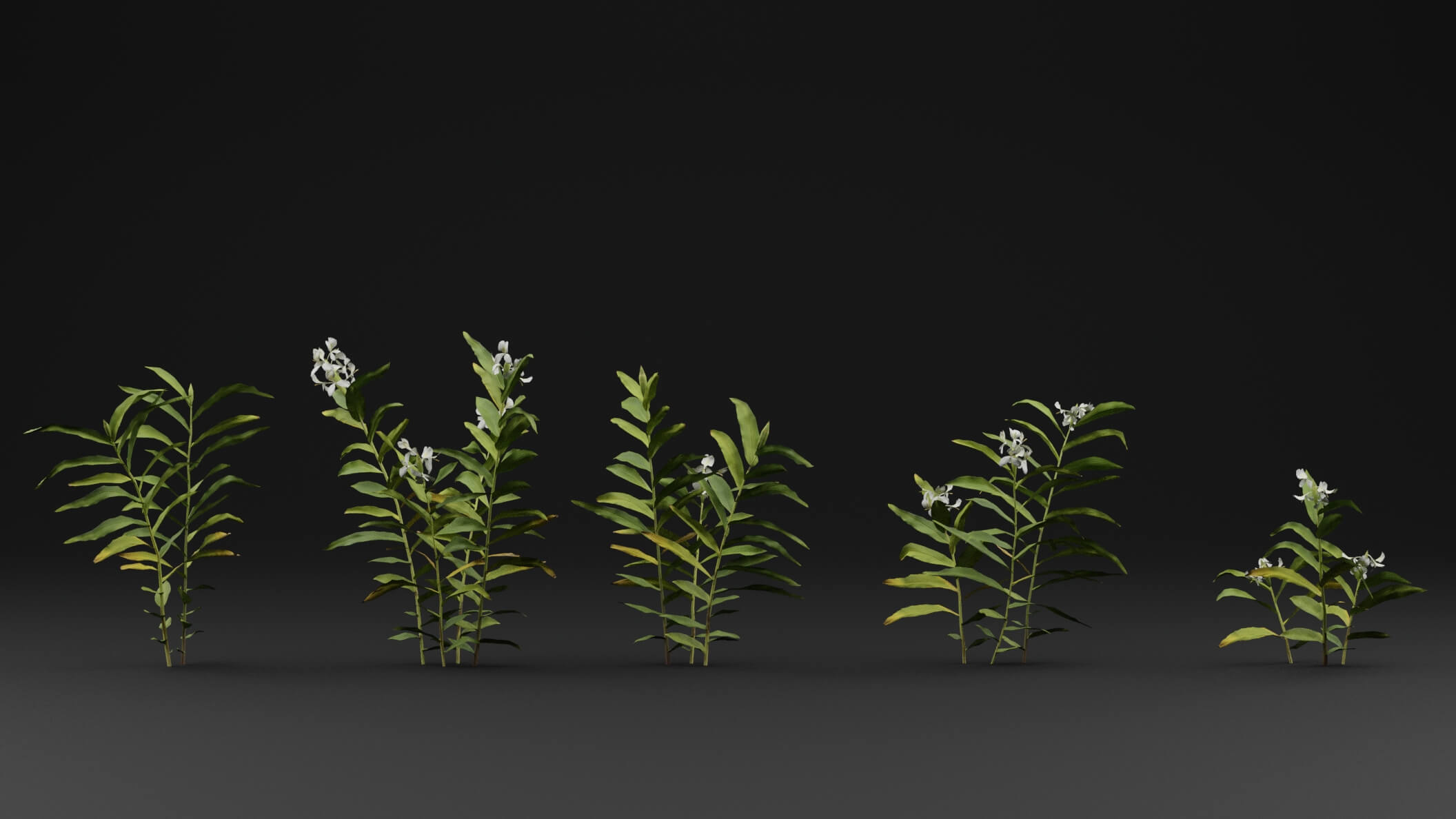 Ginger Lily Plant - 3D Model by Green Lander