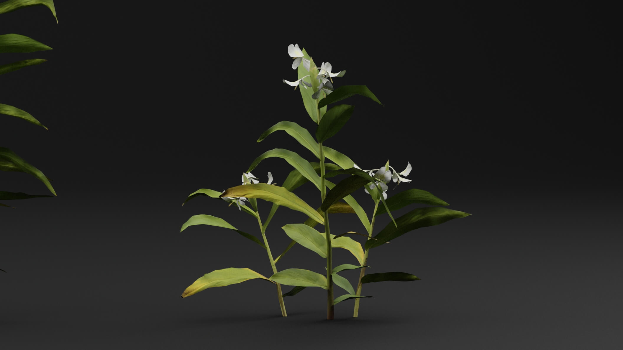 Ginger Lily Plant - 3D Model by Green Lander