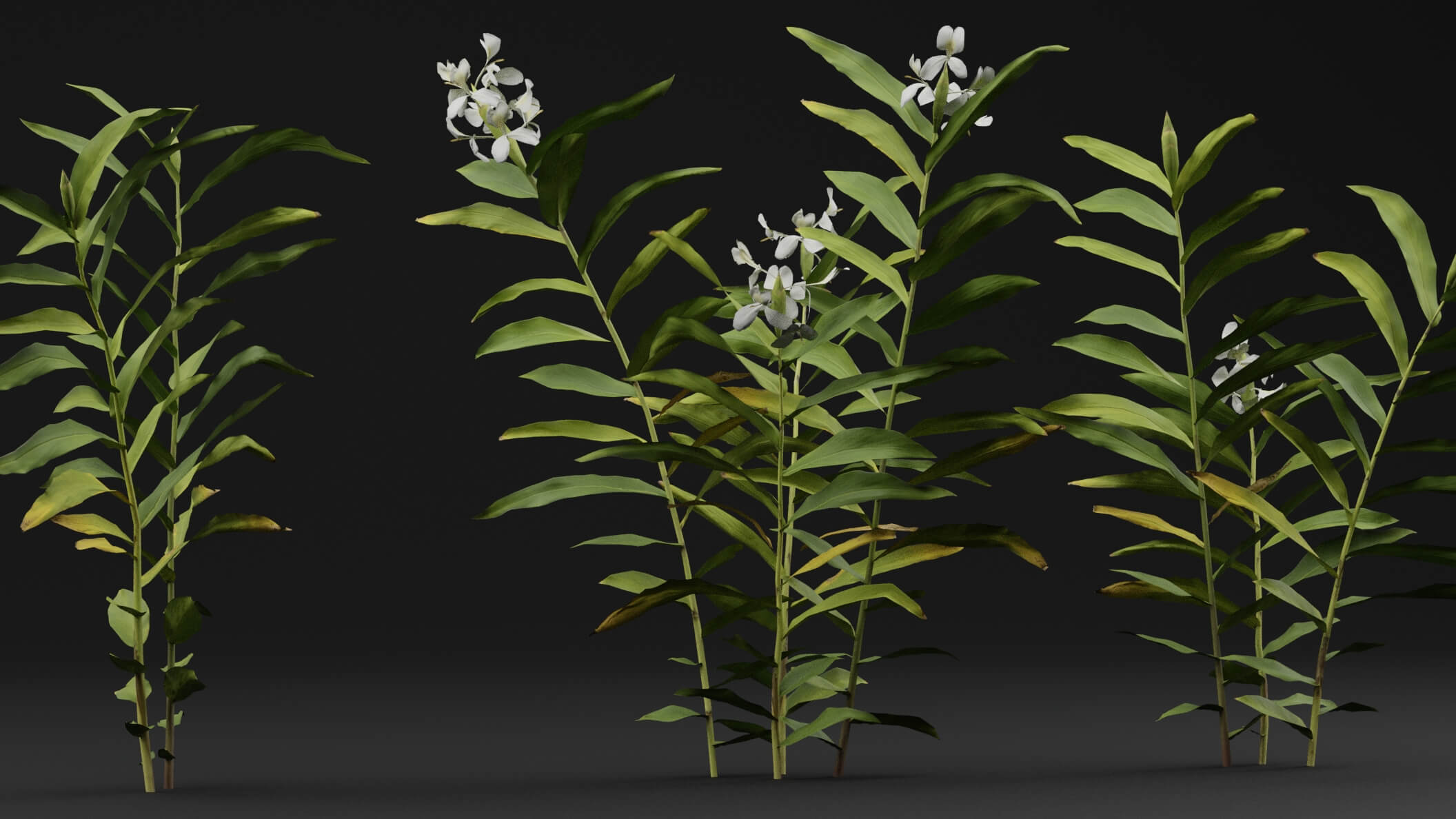 Ginger Lily Plant - 3D Model by Green Lander