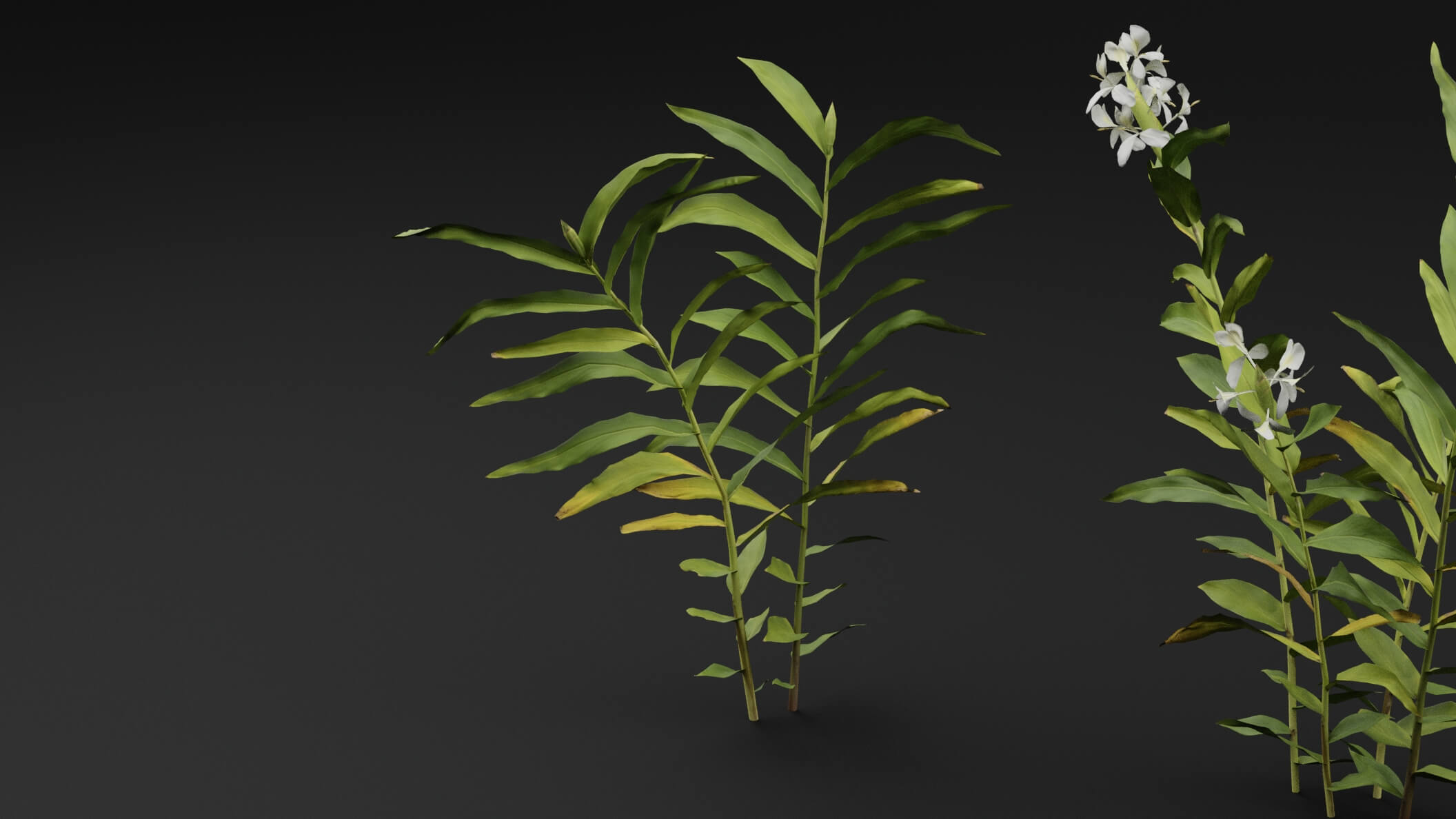 Ginger Lily Plant - 3D Model by Green Lander