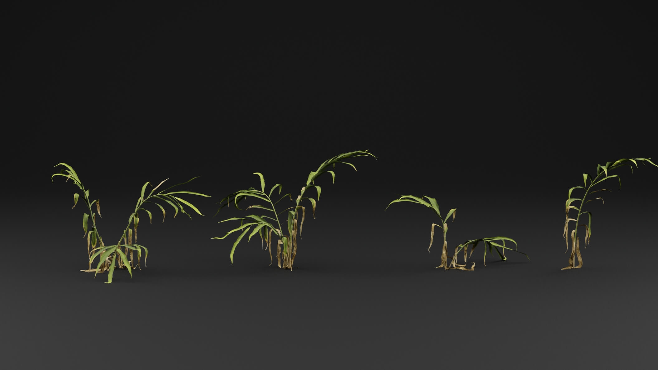 Ginger Plant - 3D Model by Green Lander