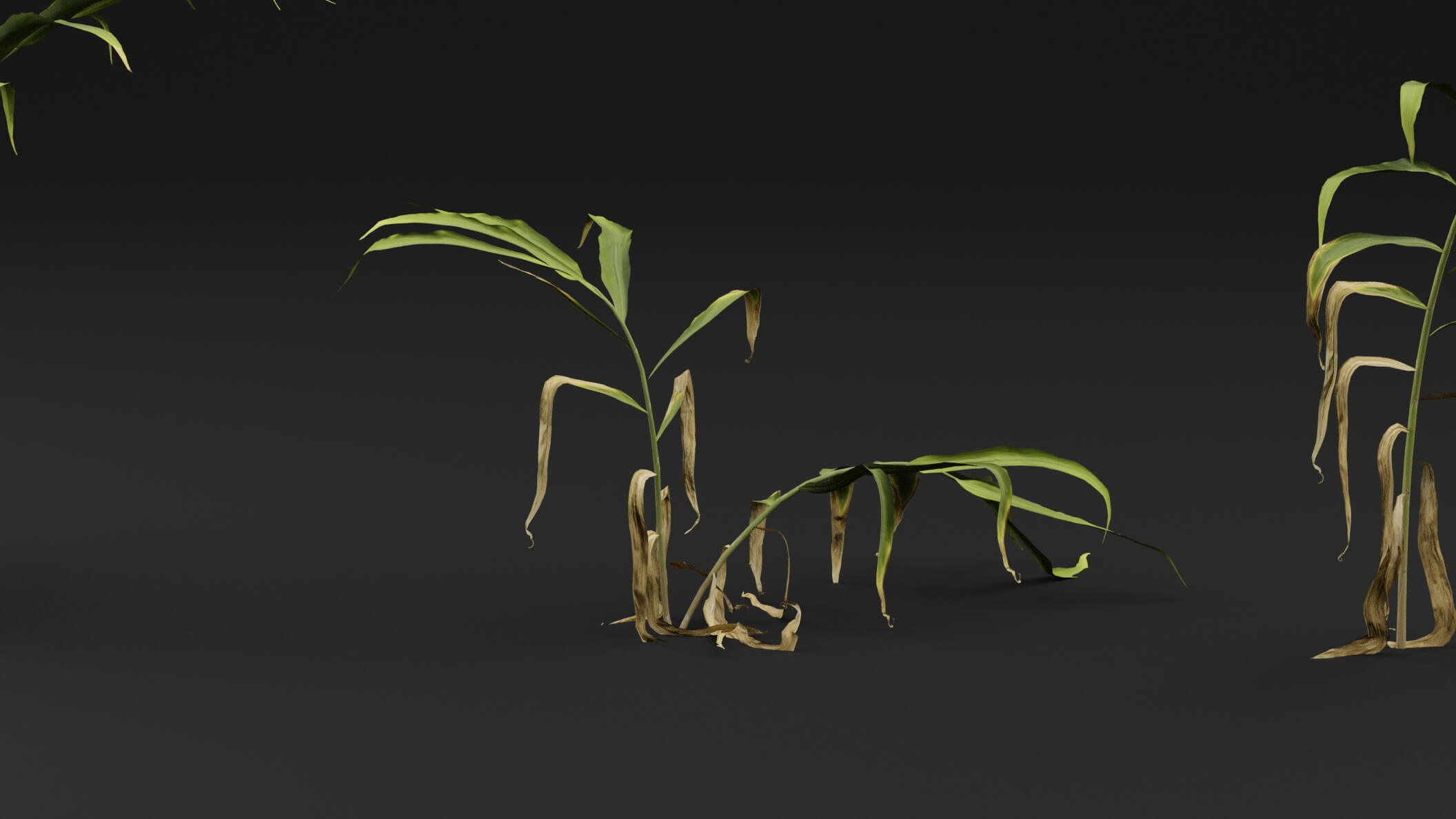 Ginger Plant - 3D Model by Green Lander