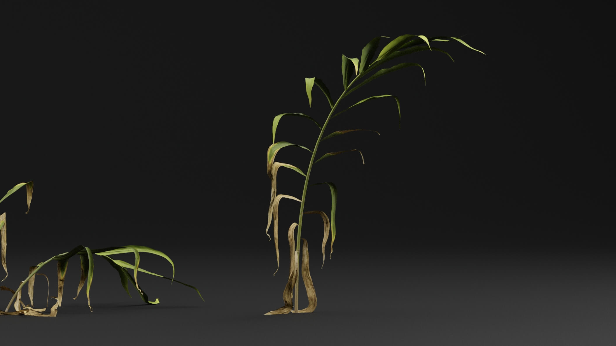 Ginger Plant - 3D Model by Green Lander