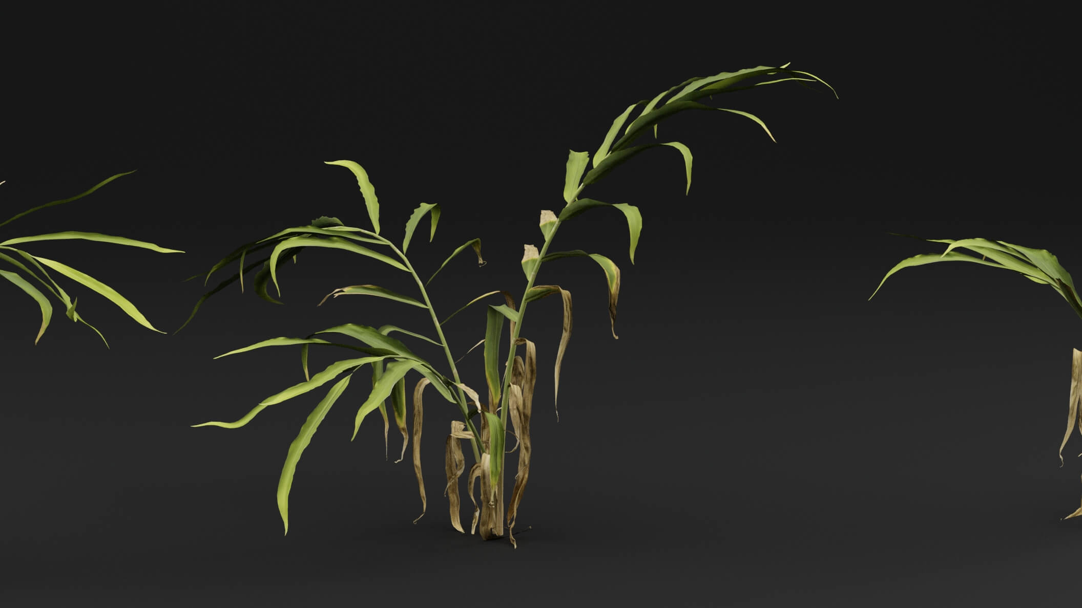 Ginger Plant - 3D Model by Green Lander