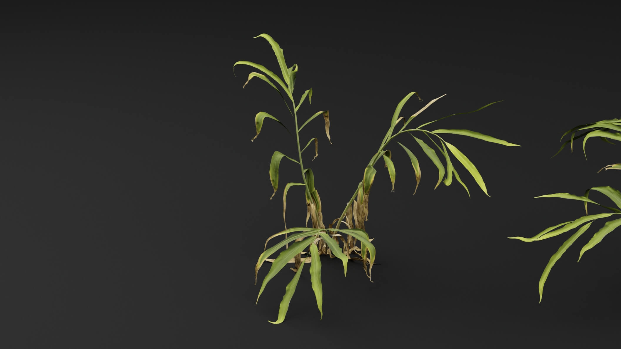 Ginger Plant - 3D Model by Green Lander