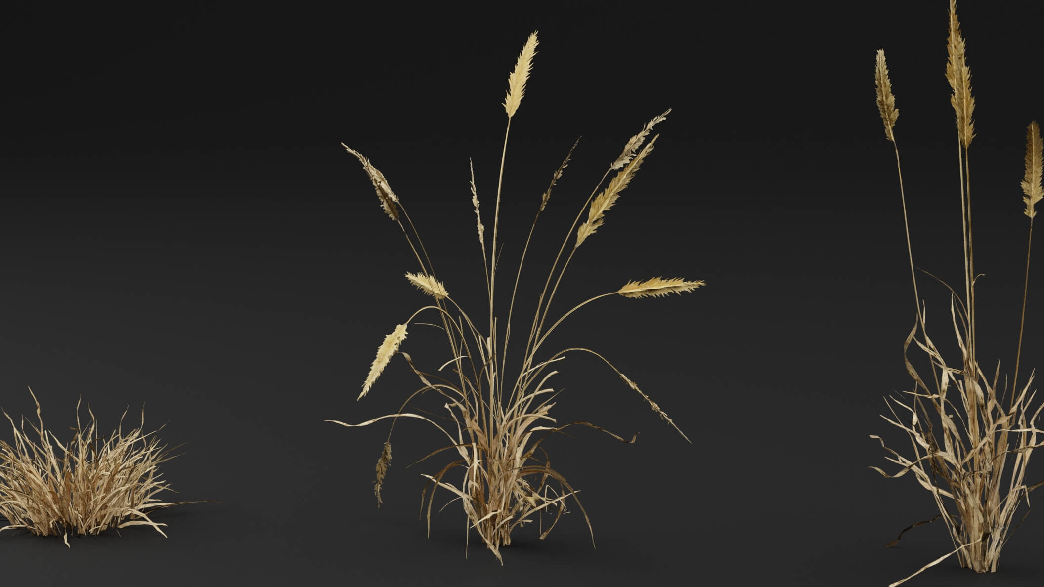 Grass Plants - 3D Model by Green Lander