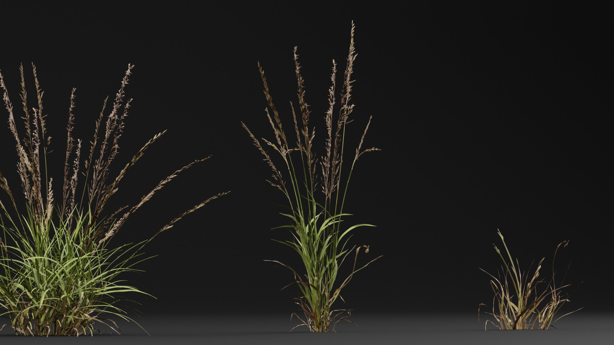 Grass Plants - 3D Model by Green Lander