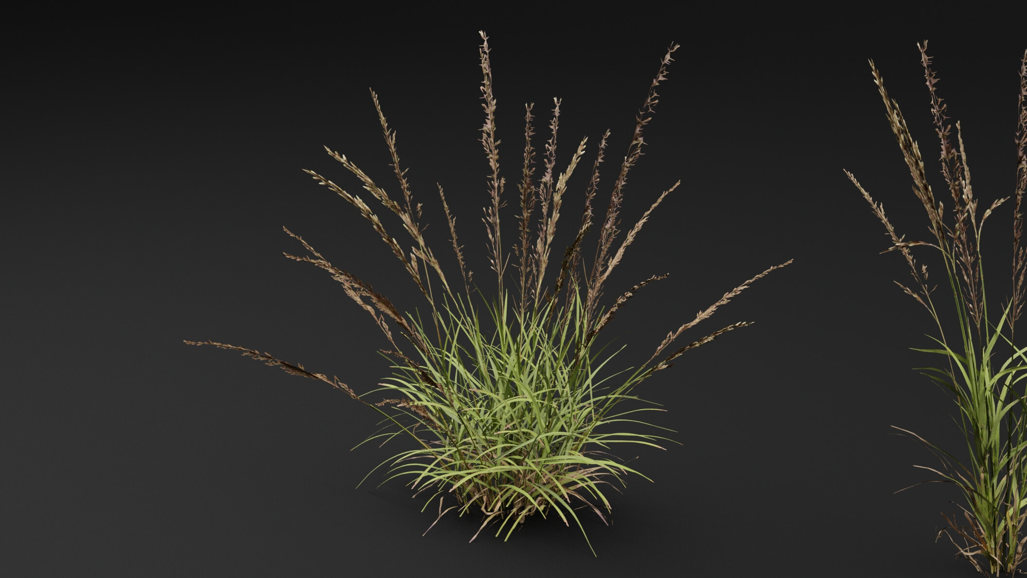 Grass Plants - 3D Model by Green Lander