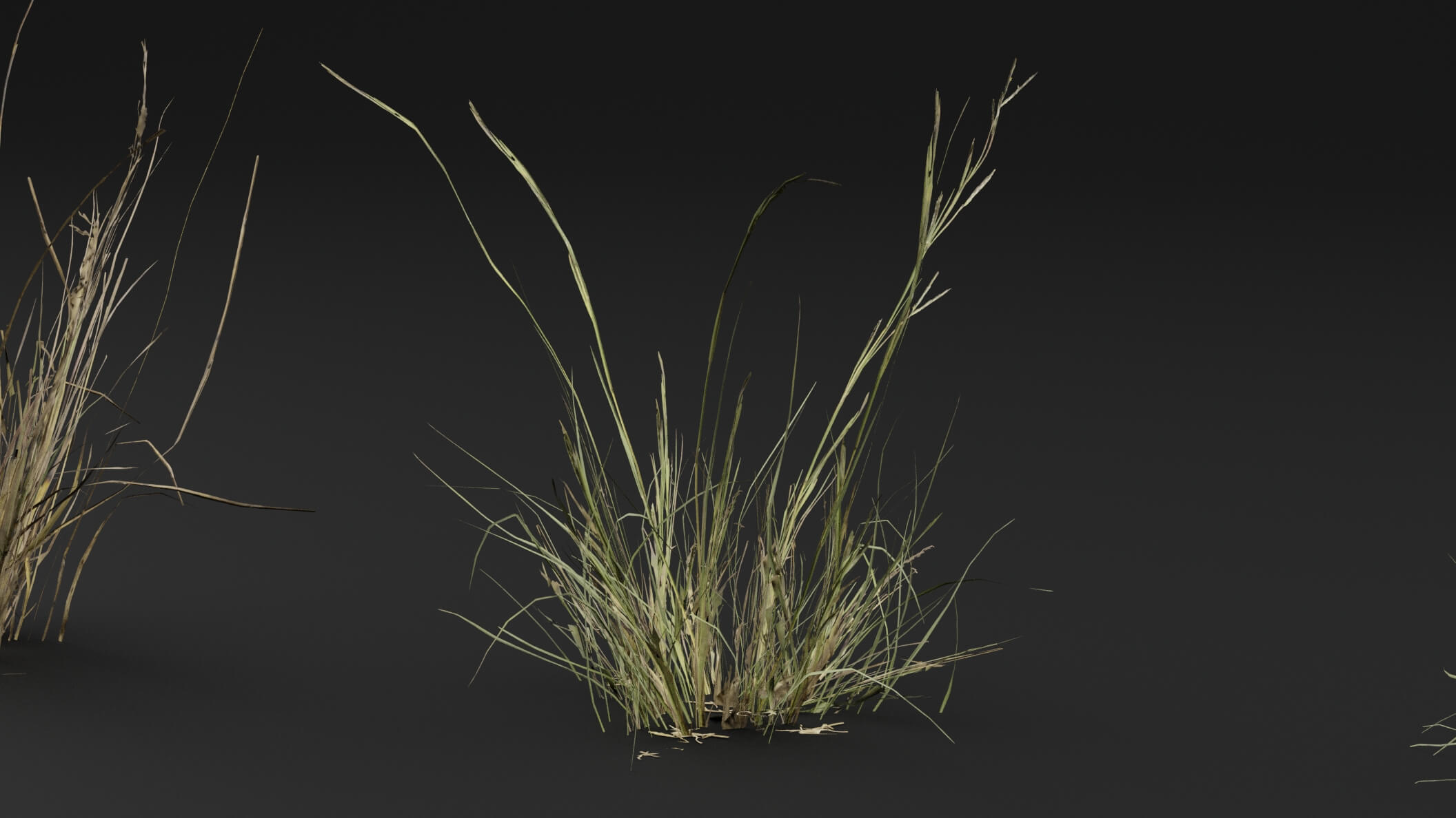 Grass Plants - 3D Model by Green Lander