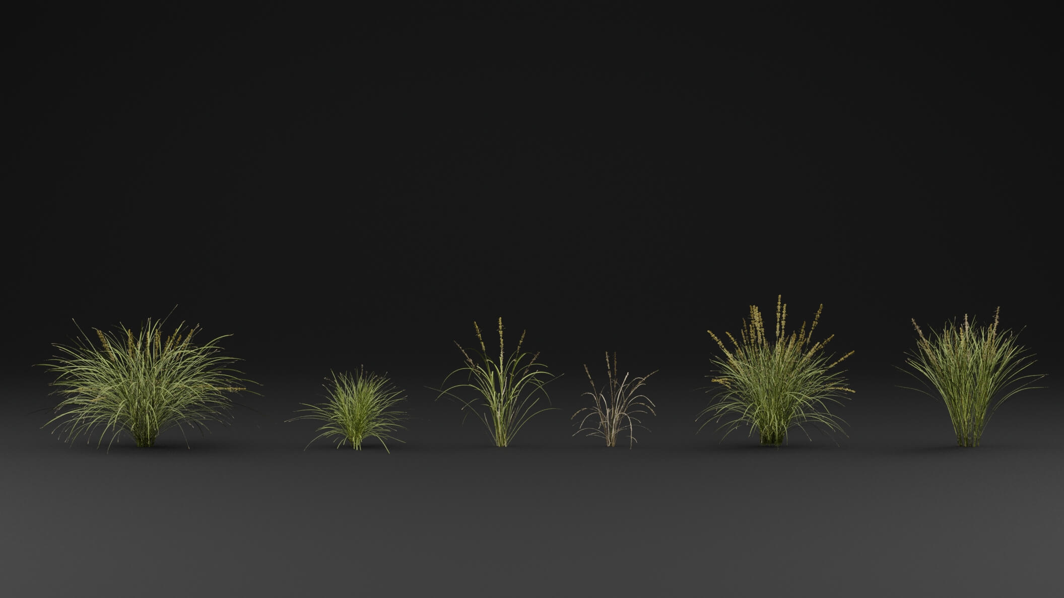 Grass Plants - 3D Model by Green Lander