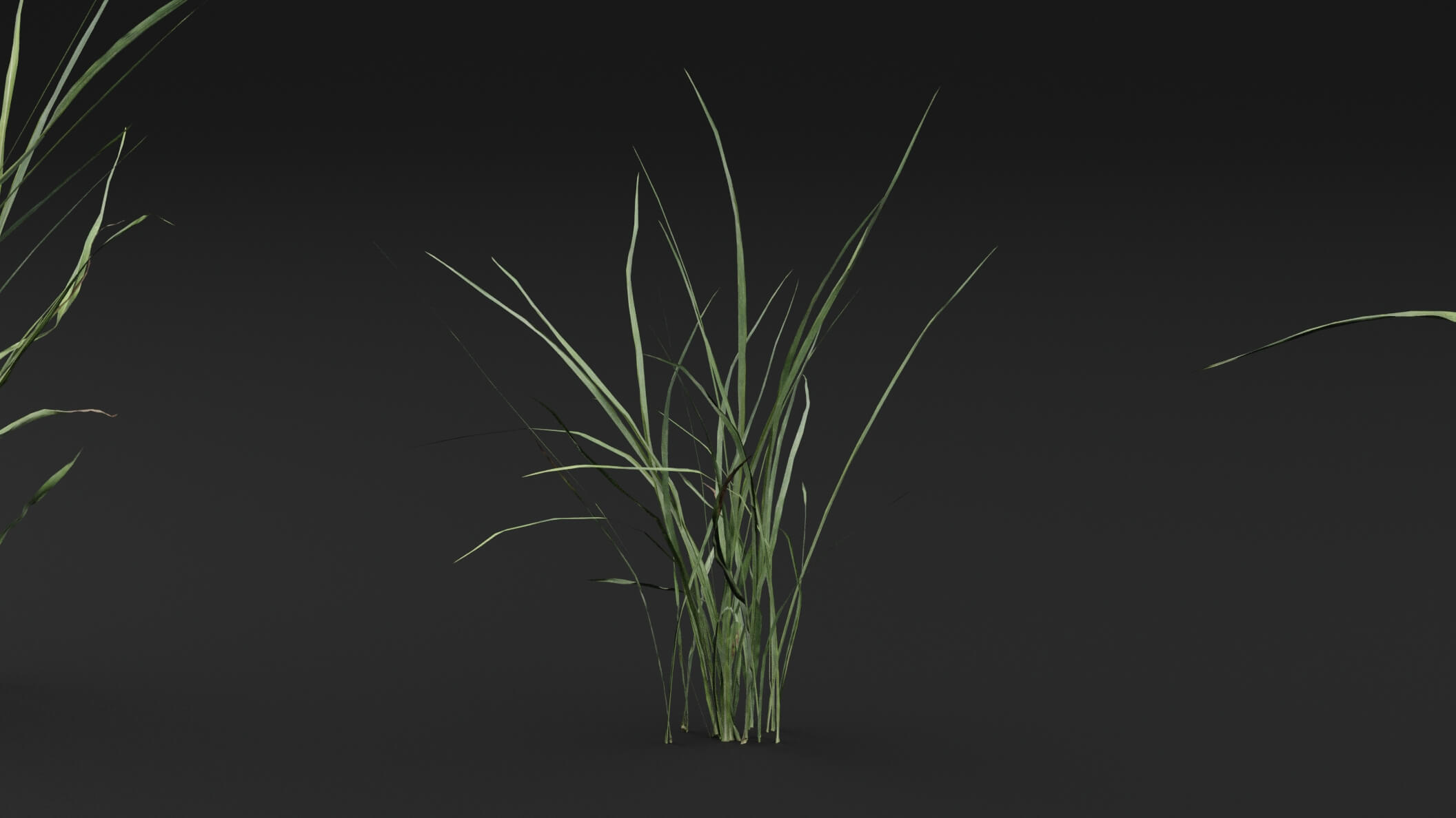 Grass Plants - 3D Model by Green Lander