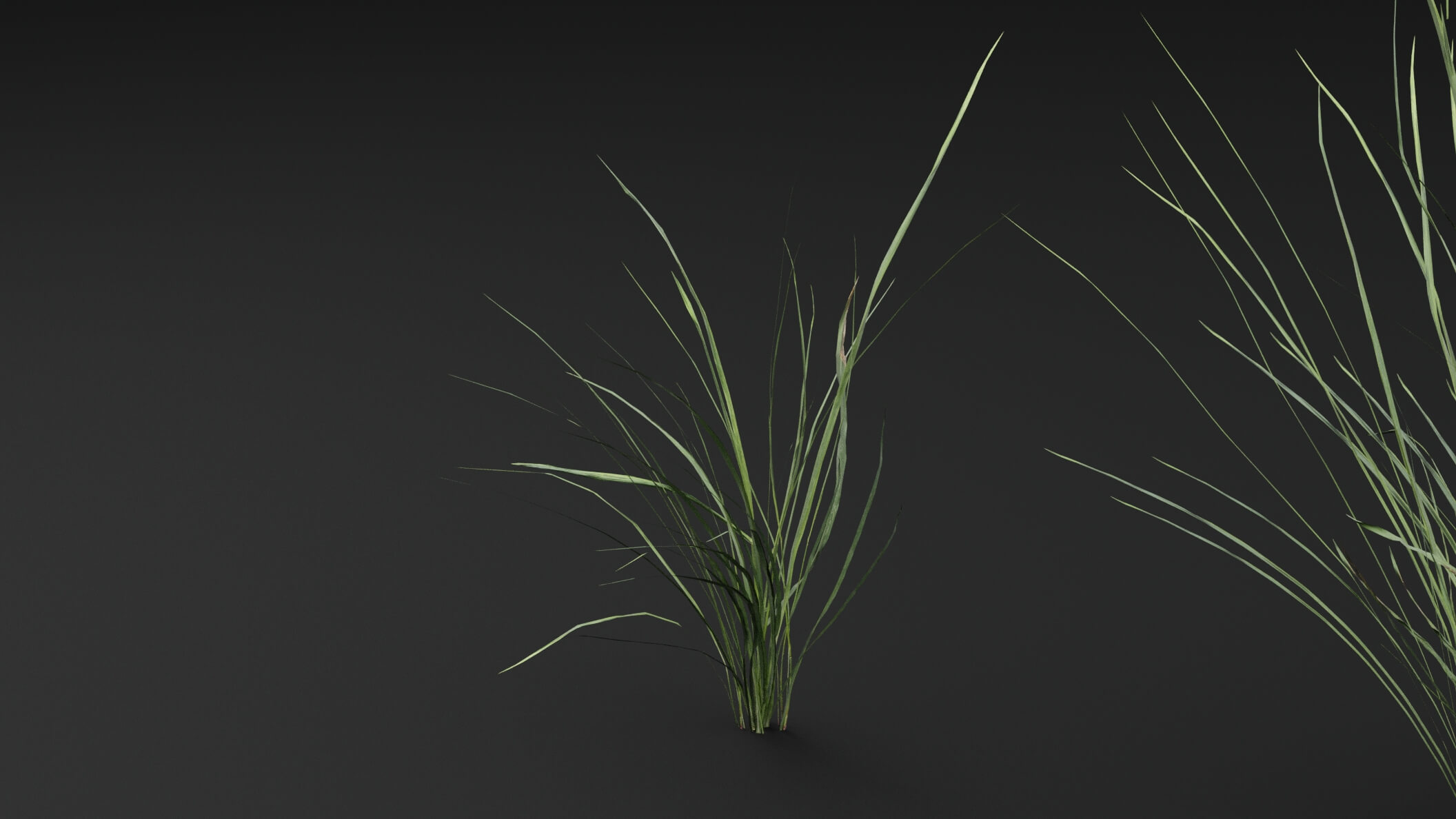 Grass Plants - 3D Model by Green Lander