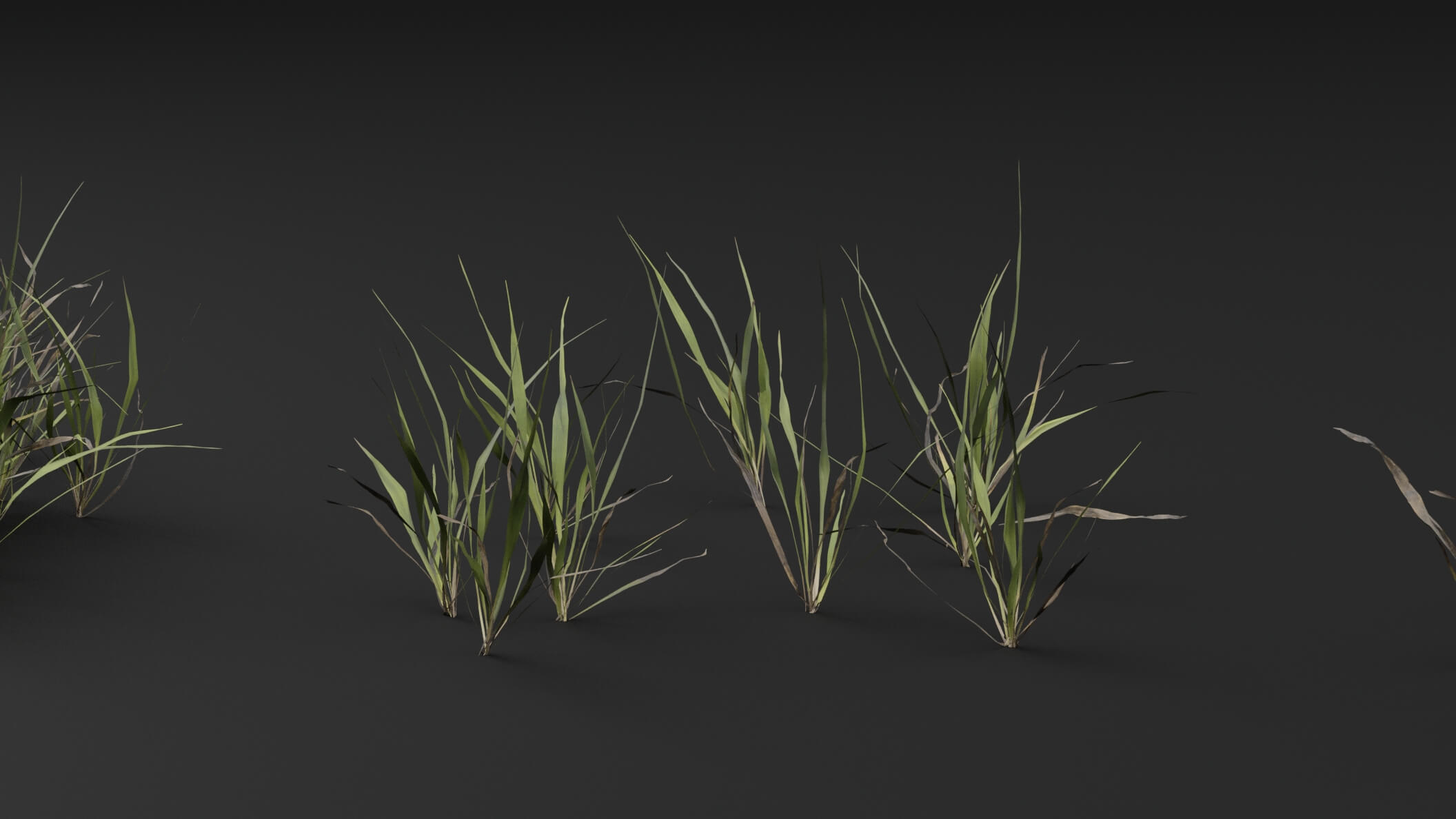 Grass Plants - 3D Model by Green Lander