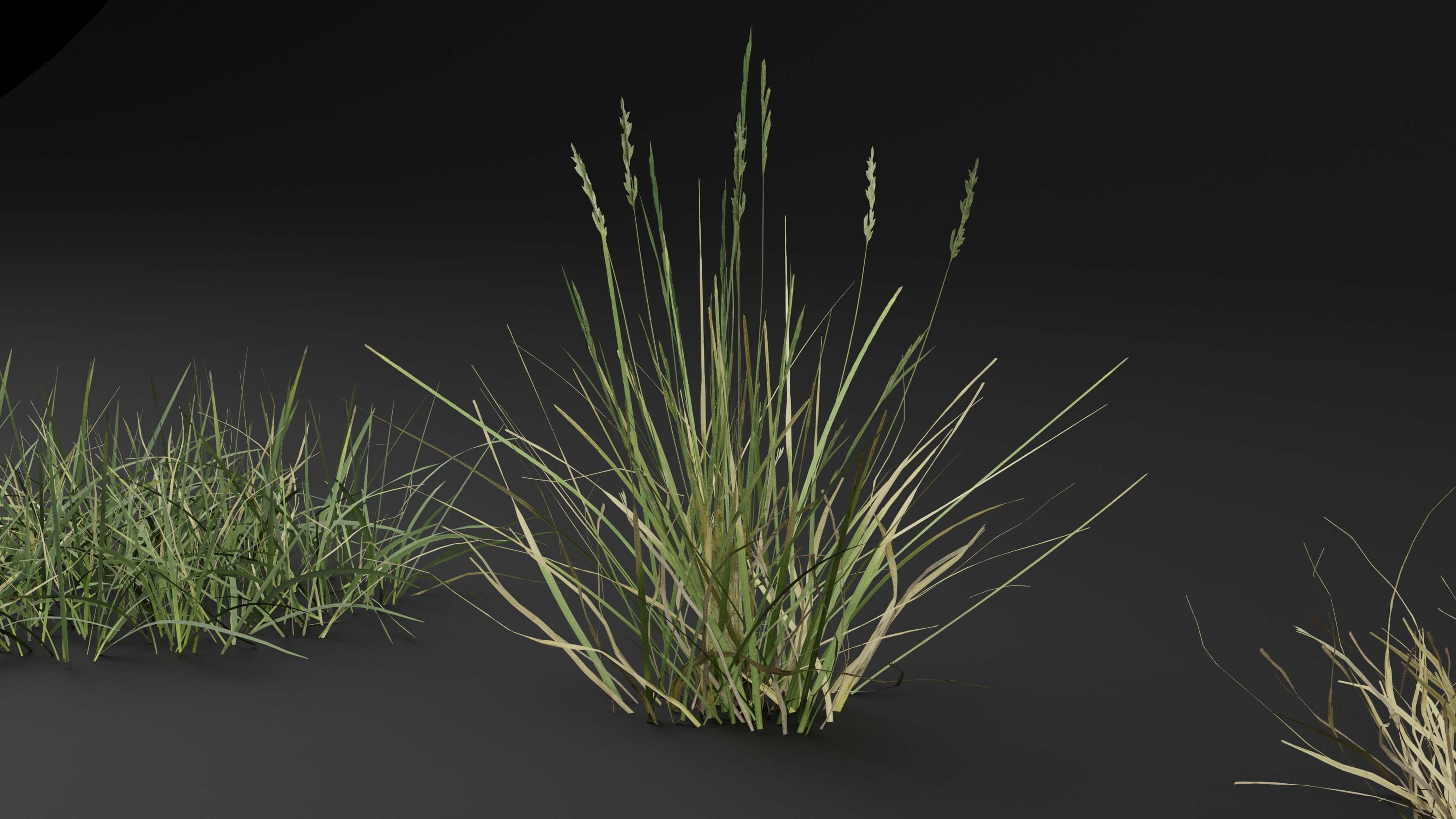 Grass Plants - 3D Model by Green Lander