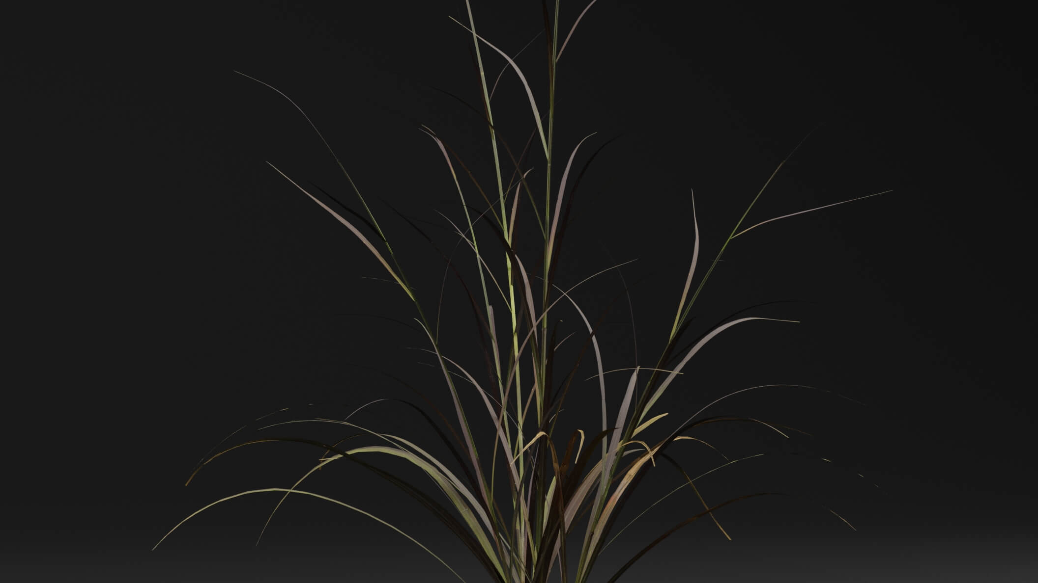 Purple Fountain Grass - 3D Model by Green Lander