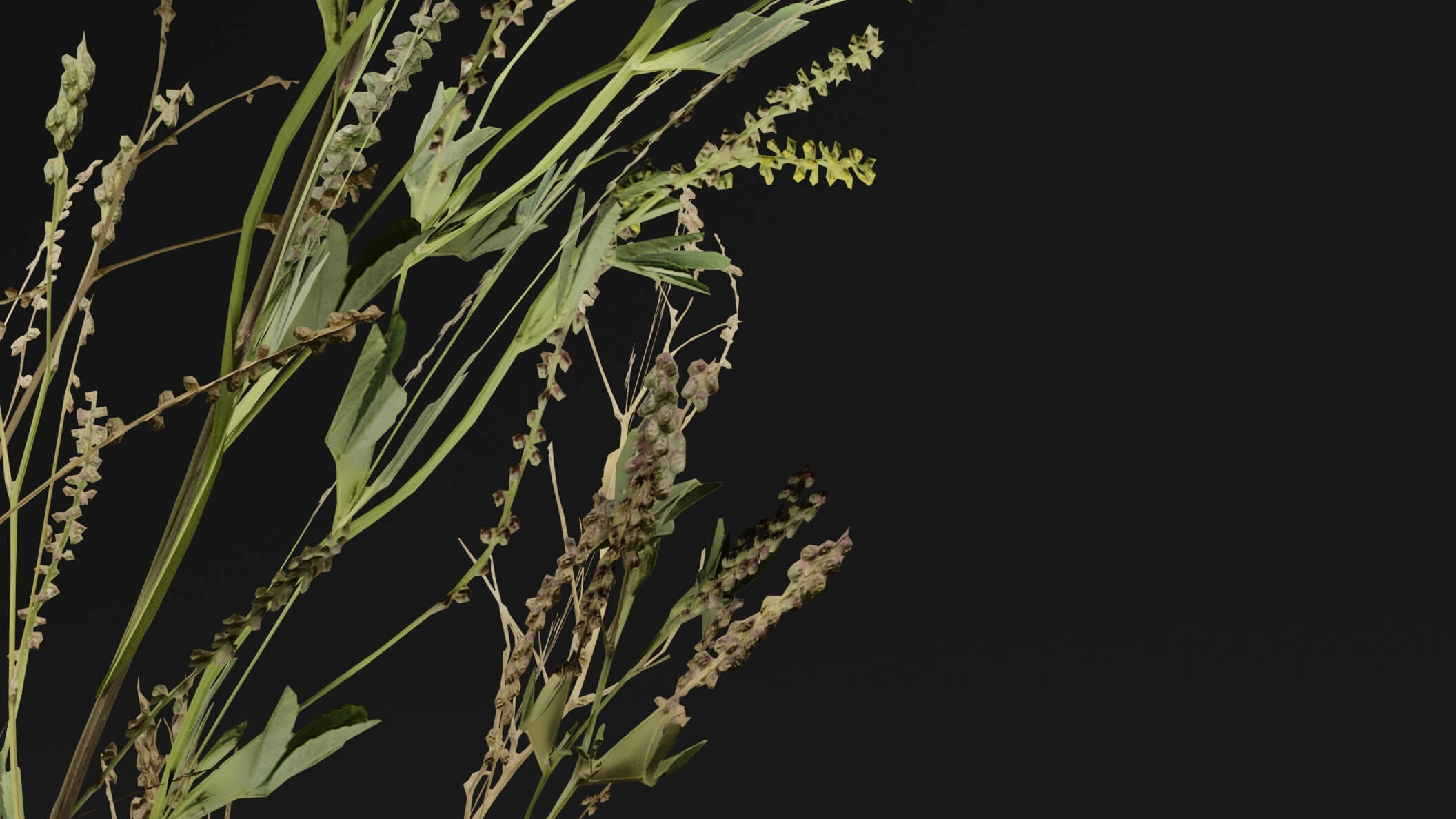 Green Herb Plant - 3D Model by Green Lander