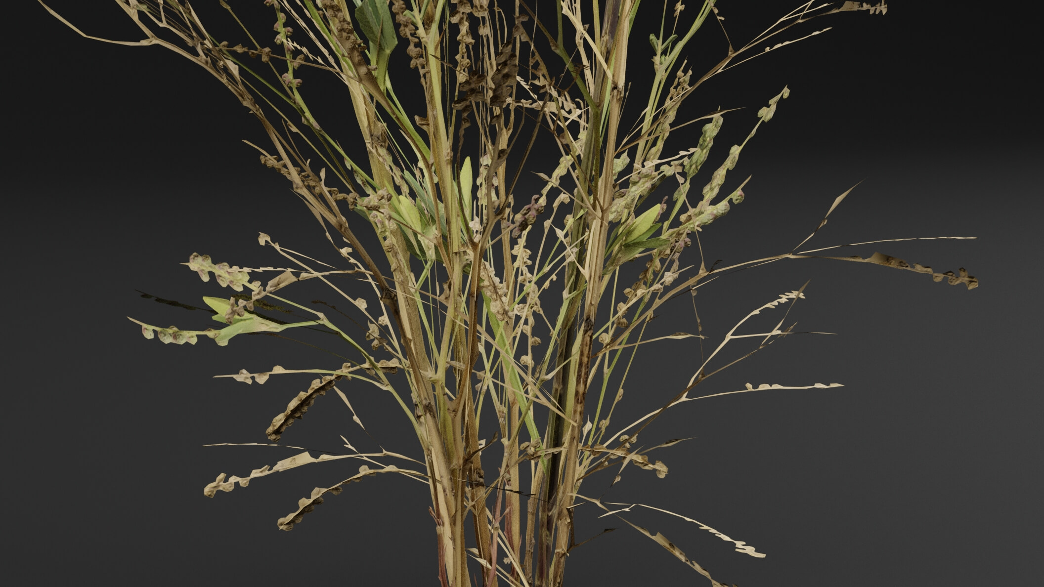 Green Herb Plant - 3D Model by Green Lander