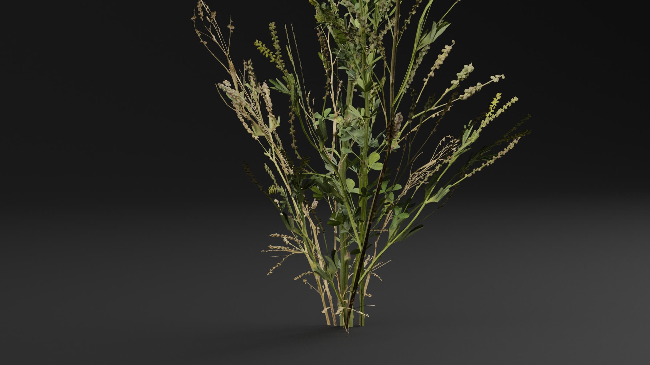 Green Herb Plant - 3D Model by Green Lander
