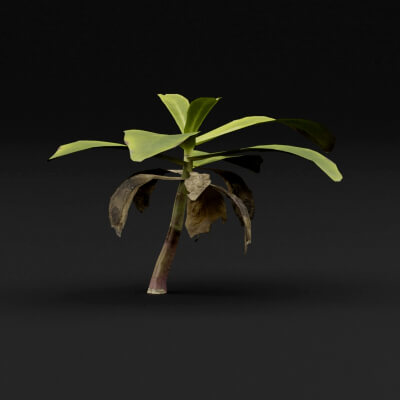 Ground Cover Plant - 3D Model by Green Lander