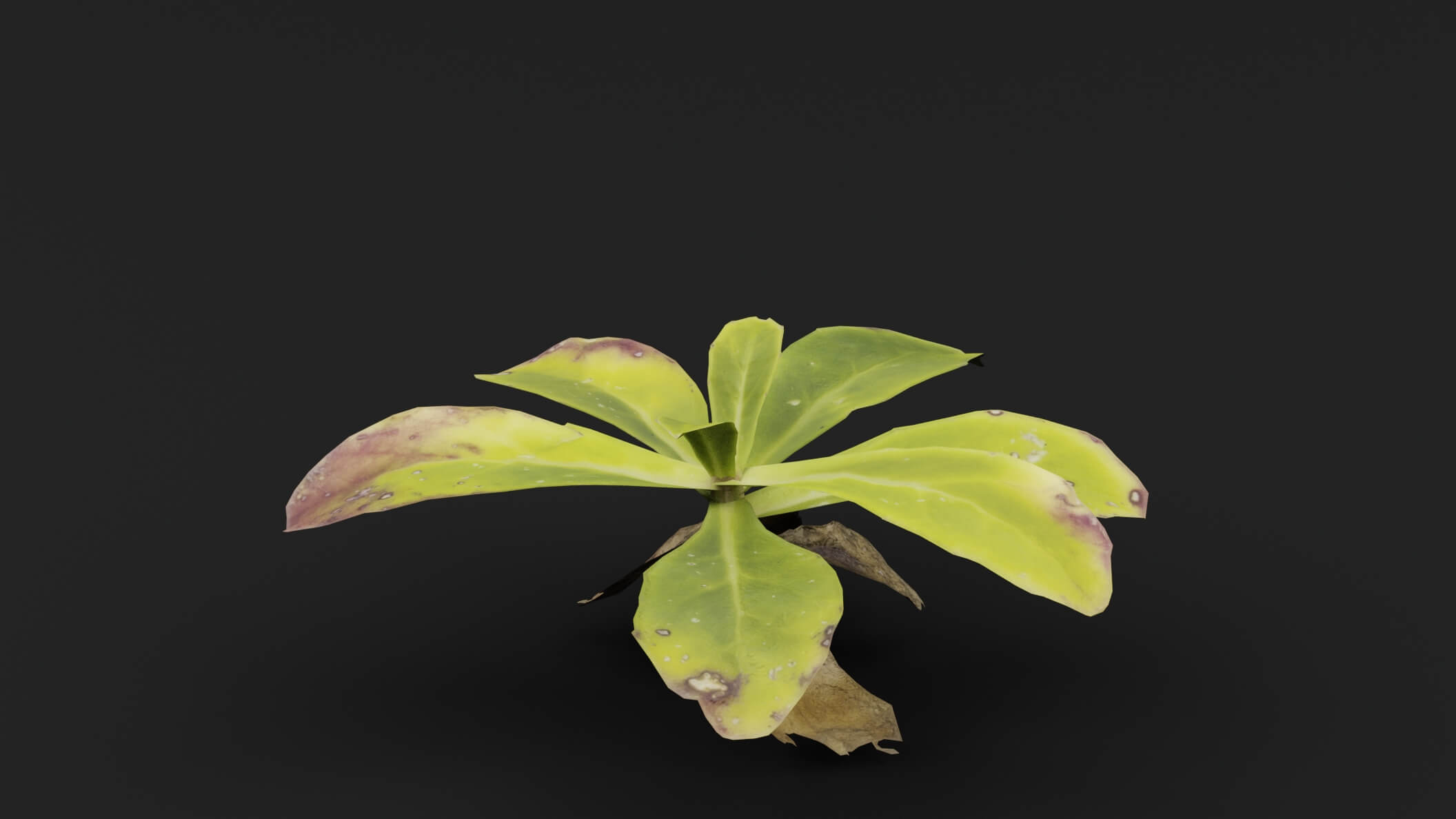 Ground Cover Plant - 3D Model by Green Lander