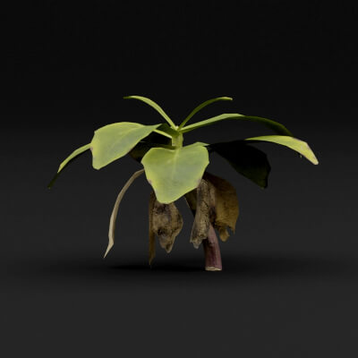 Ground Cover Plant - 3D Model by Green Lander