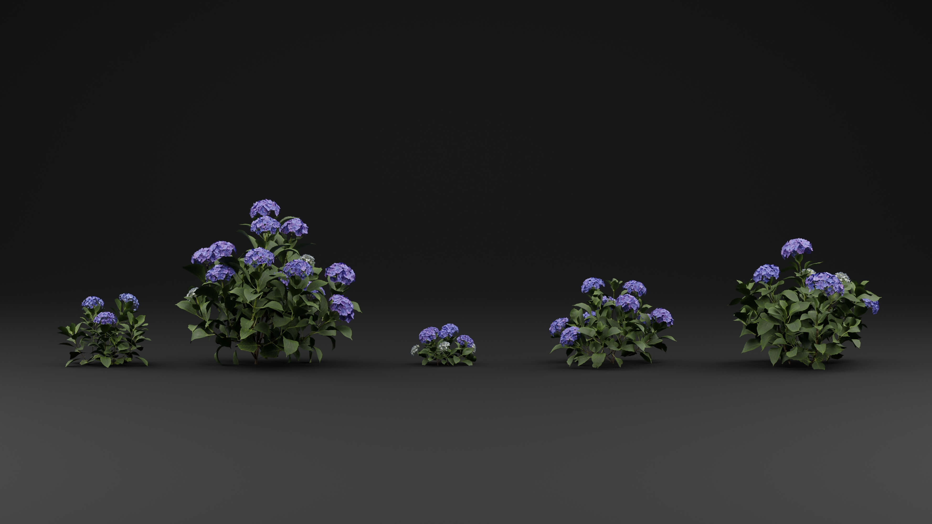 Hydrangea Macrophylla Plant - 3D Model by Green Lander