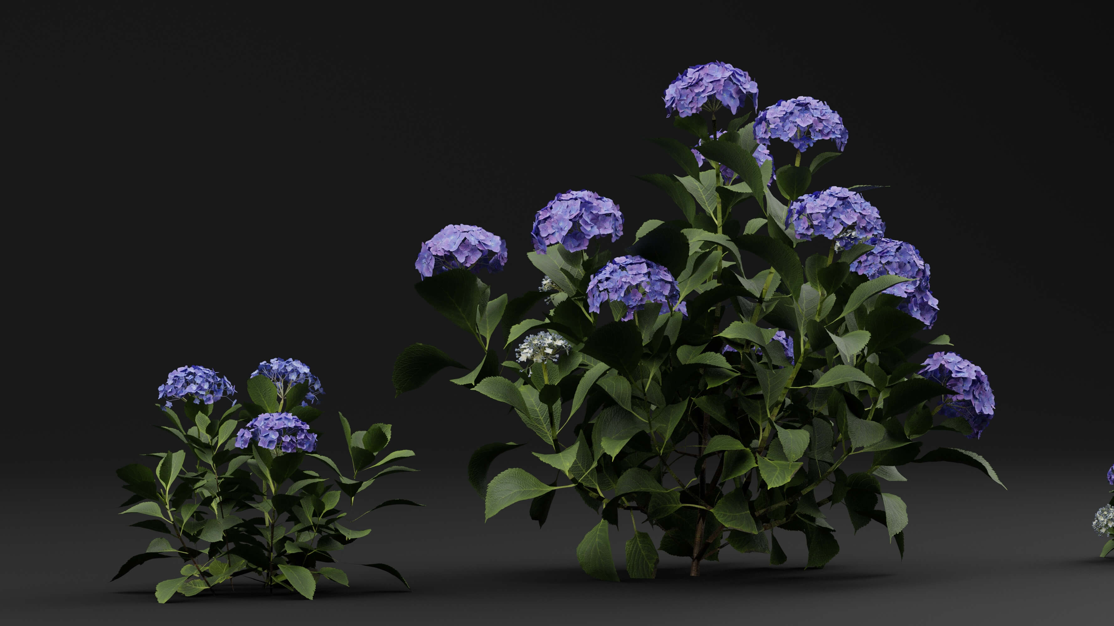 Hydrangea Macrophylla Plant - 3D Model by Green Lander