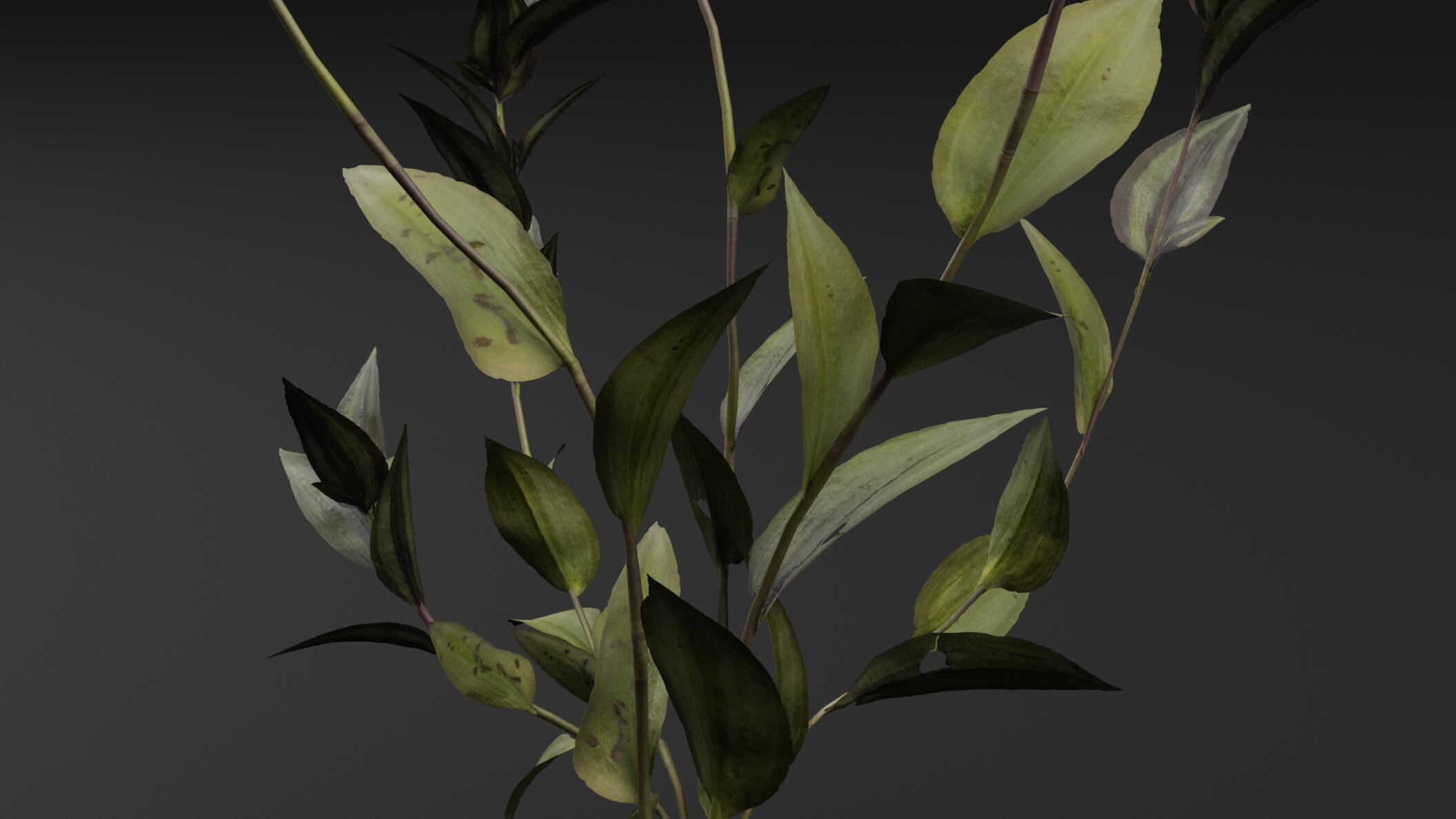Inchplant Plant - 3D Model by Green Lander