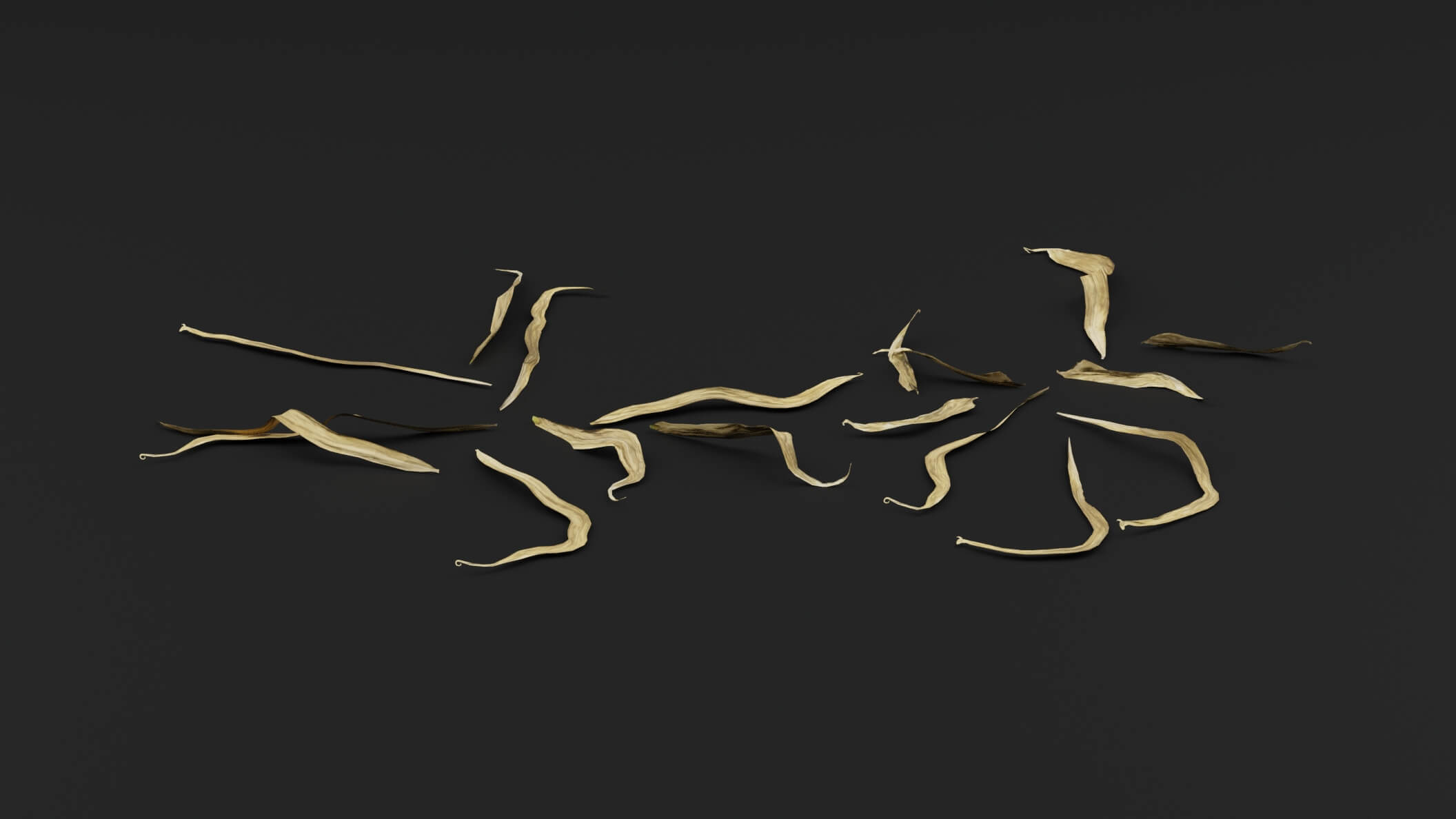 Jungle Ginger Plant - 3D Model by Green Lander