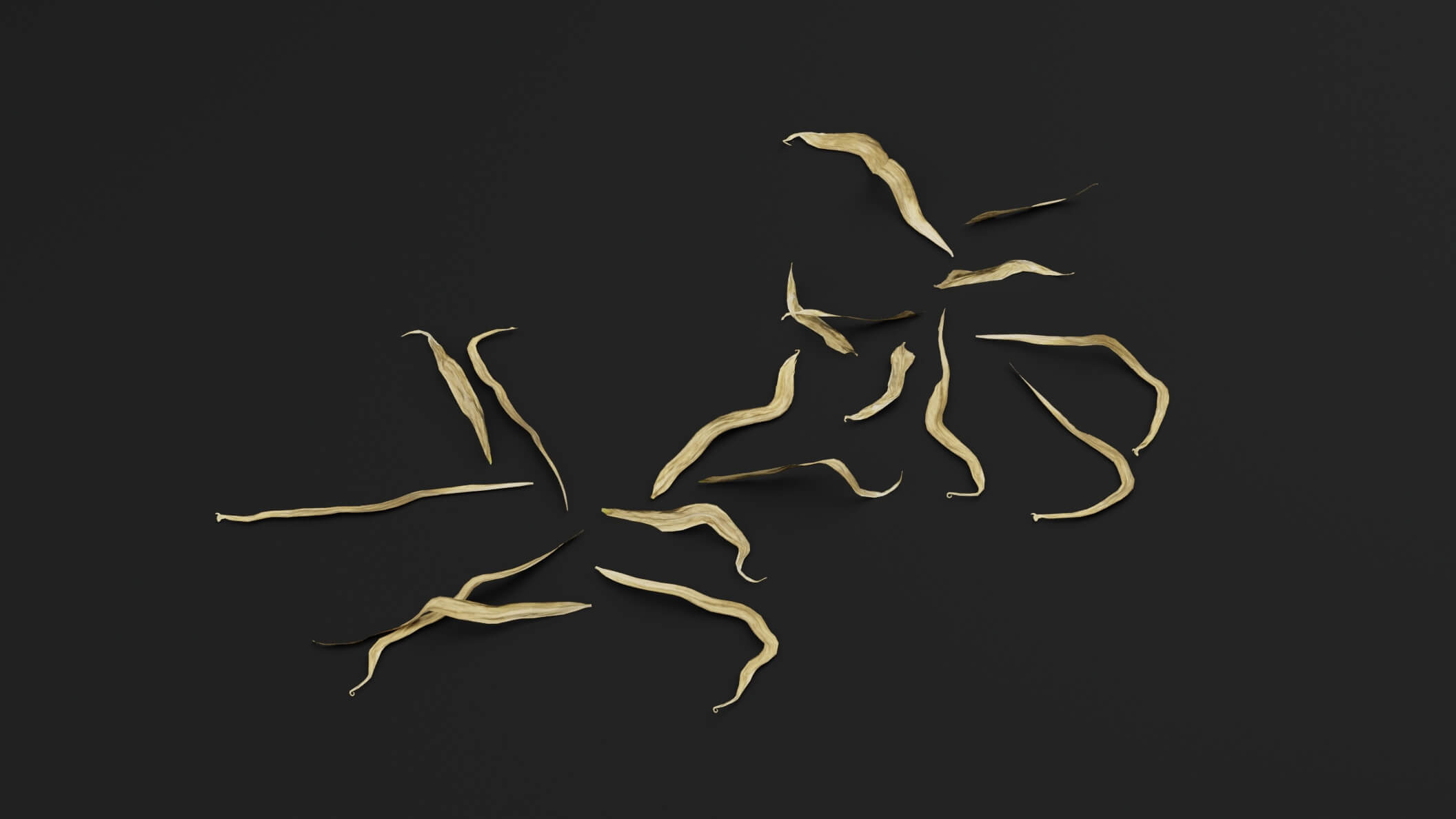 Jungle Ginger Plant - 3D Model by Green Lander