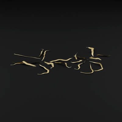 Jungle Ginger Plant - 3D Model by Green Lander