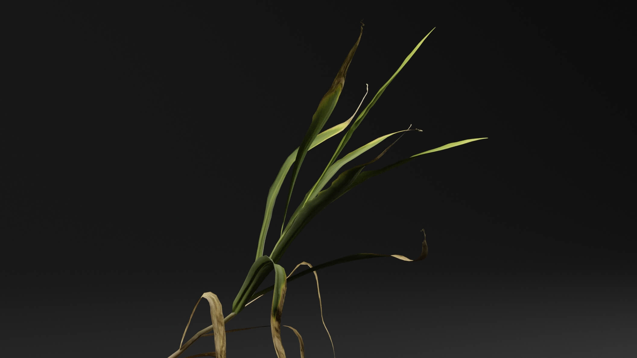 Jungle Ginger Plant - 3D Model by Green Lander