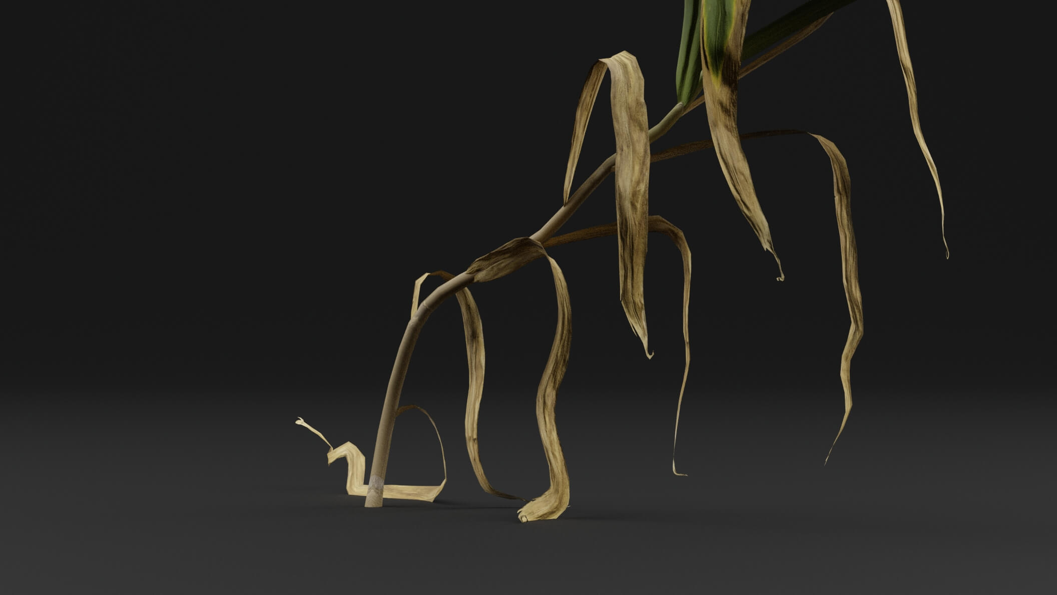 Jungle Ginger Plant - 3D Model by Green Lander