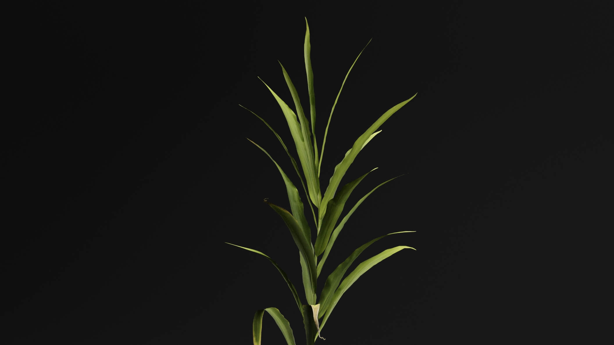 Jungle Ginger Plant - 3D Model by Green Lander