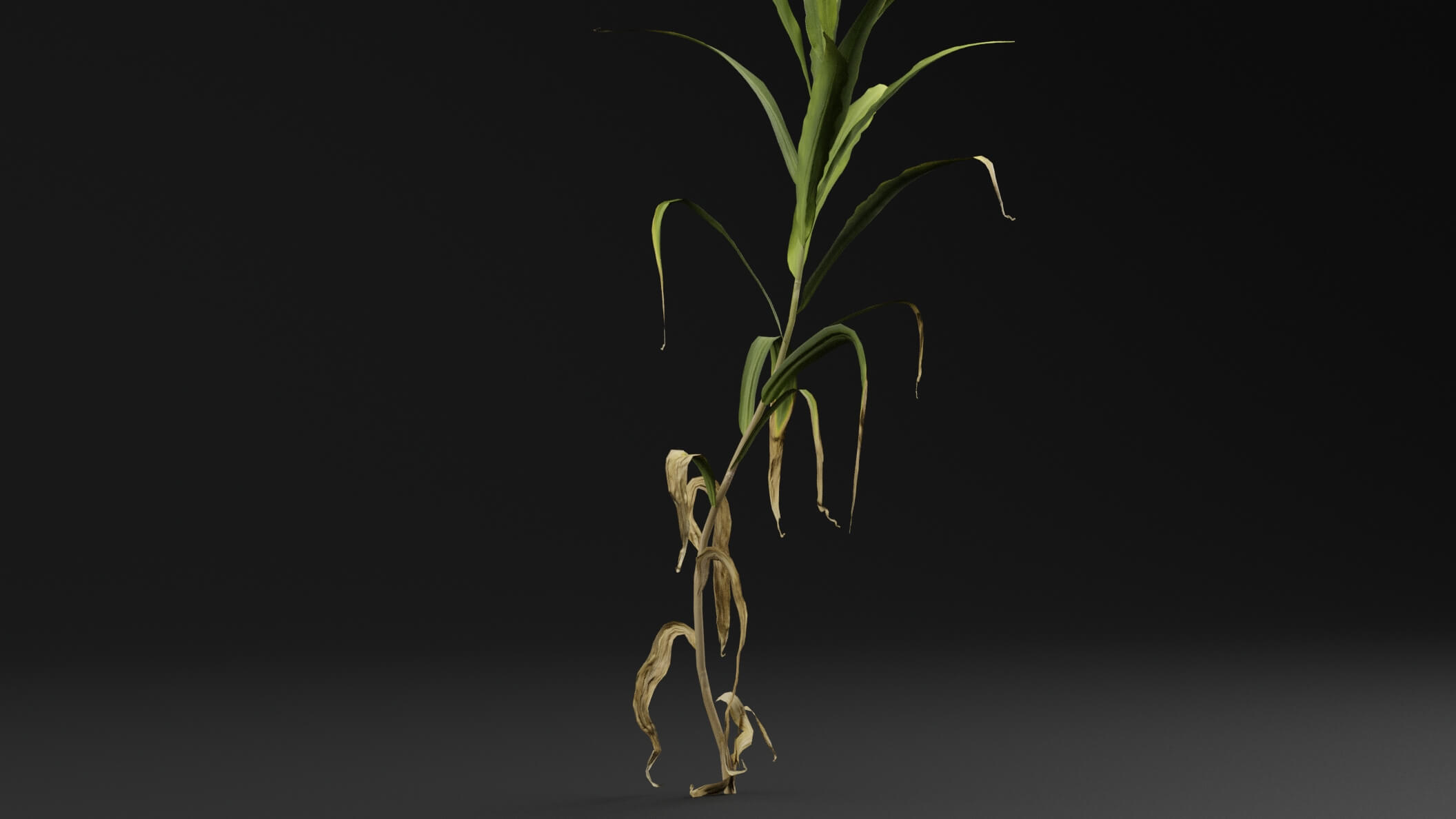 Jungle Ginger Plant - 3D Model by Green Lander