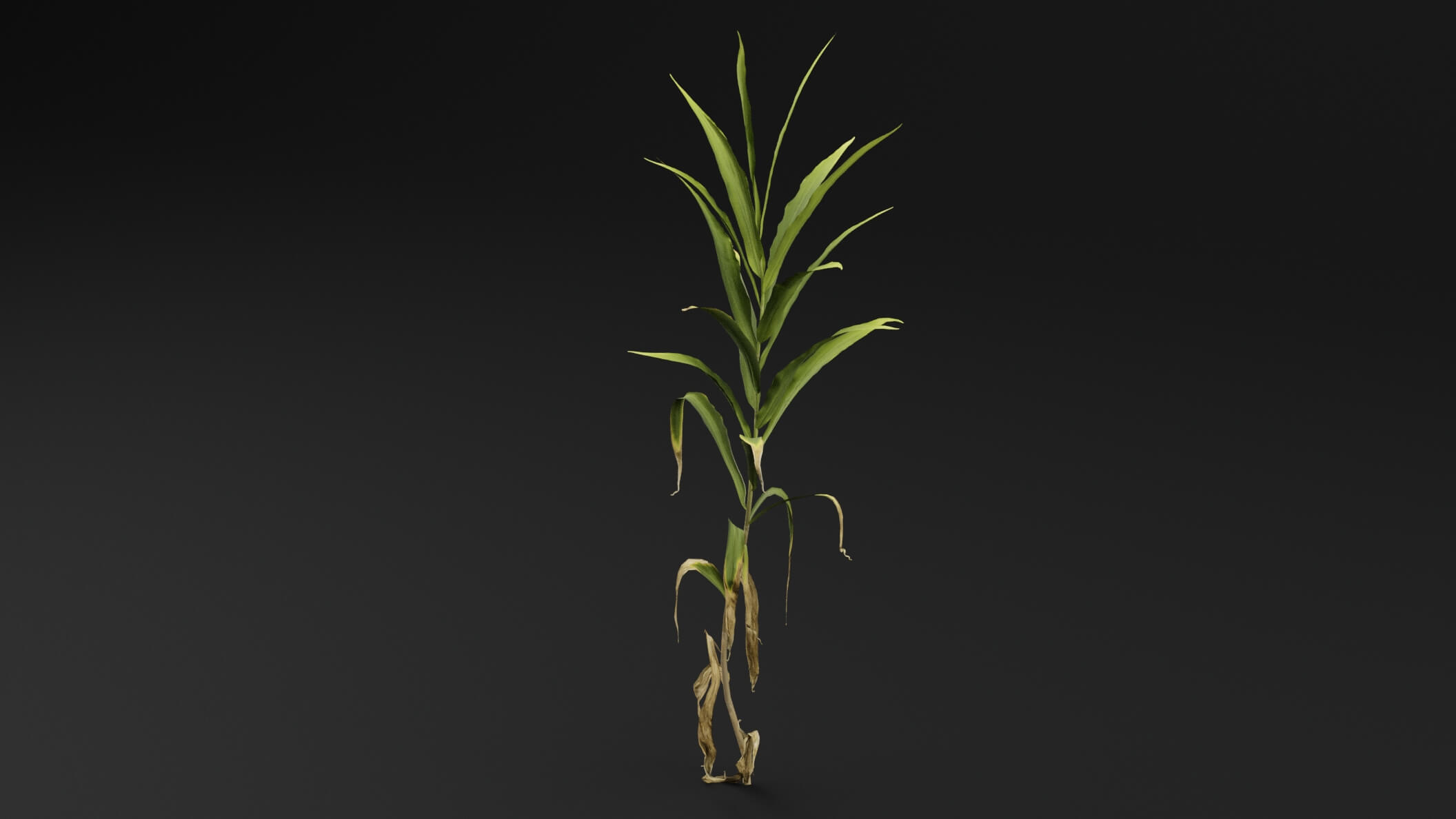 Jungle Ginger Plant - 3D Model by Green Lander