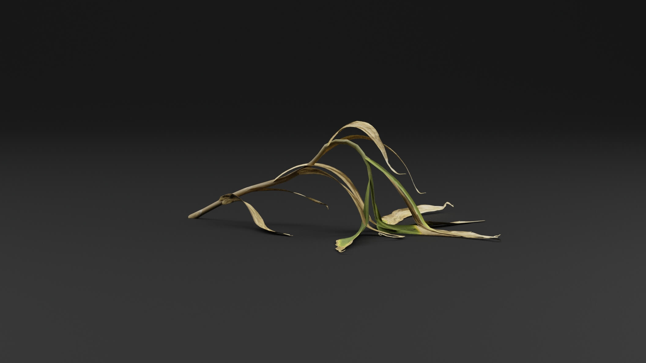 Jungle Ginger Plant - 3D Model by Green Lander