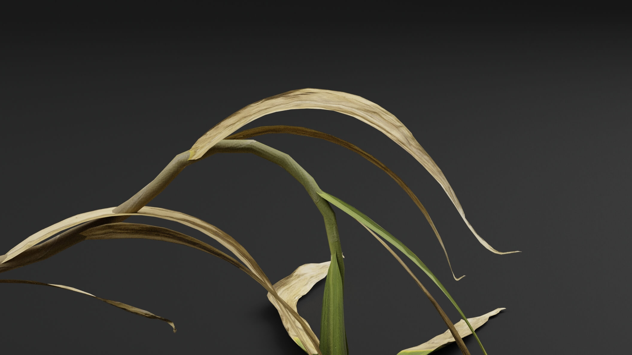 Jungle Ginger Plant - 3D Model by Green Lander