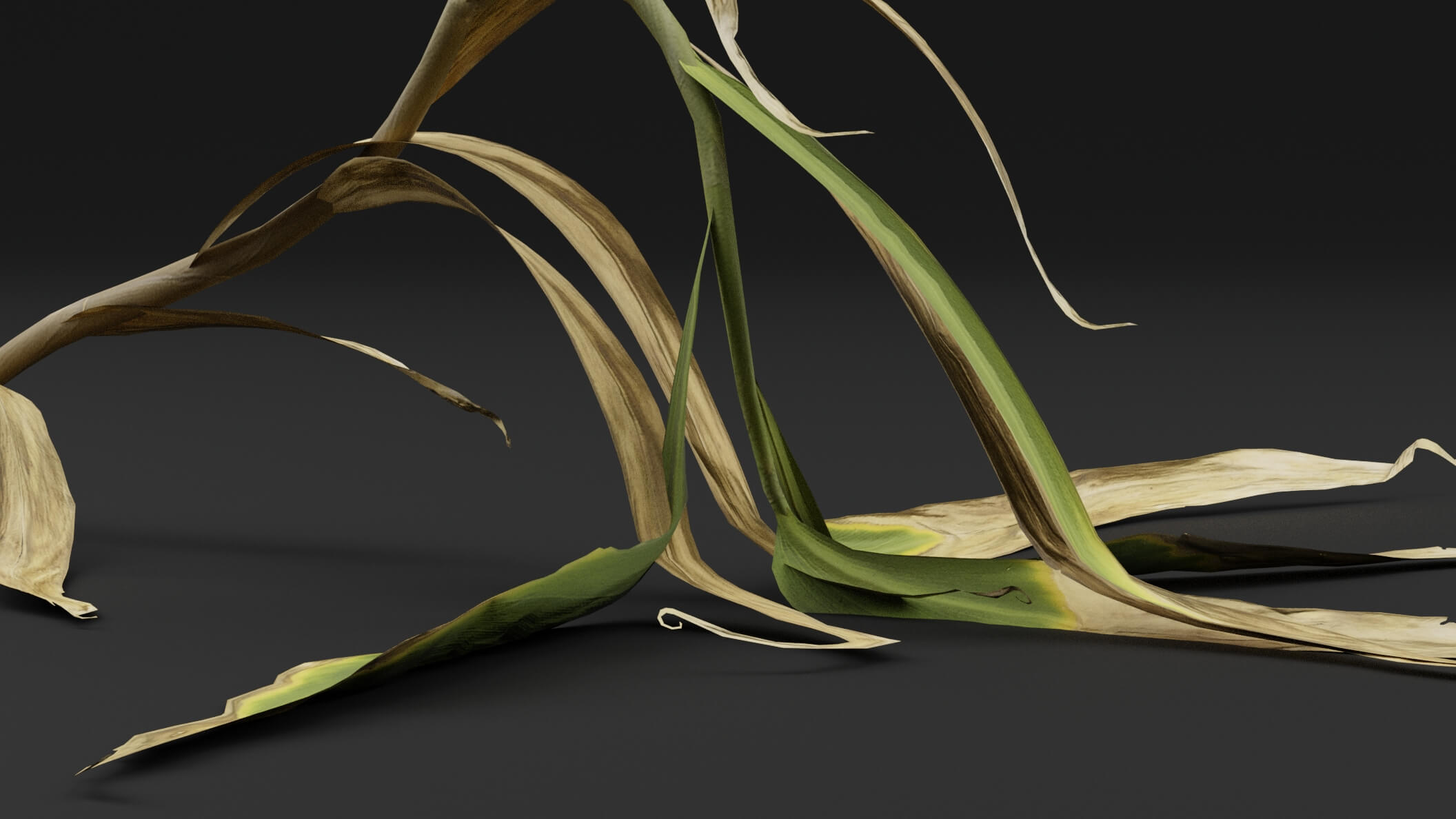 Jungle Ginger Plant - 3D Model by Green Lander