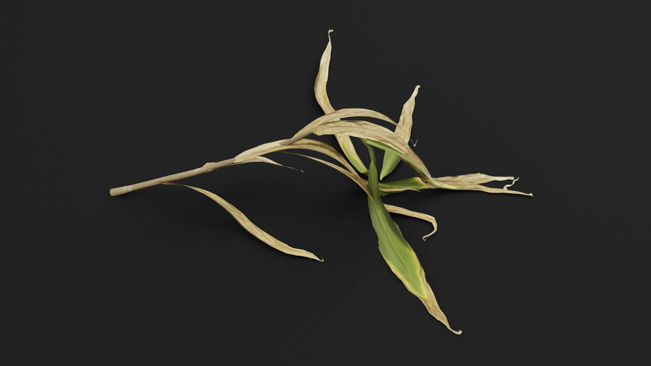 Jungle Ginger Plant - 3D Model by Green Lander