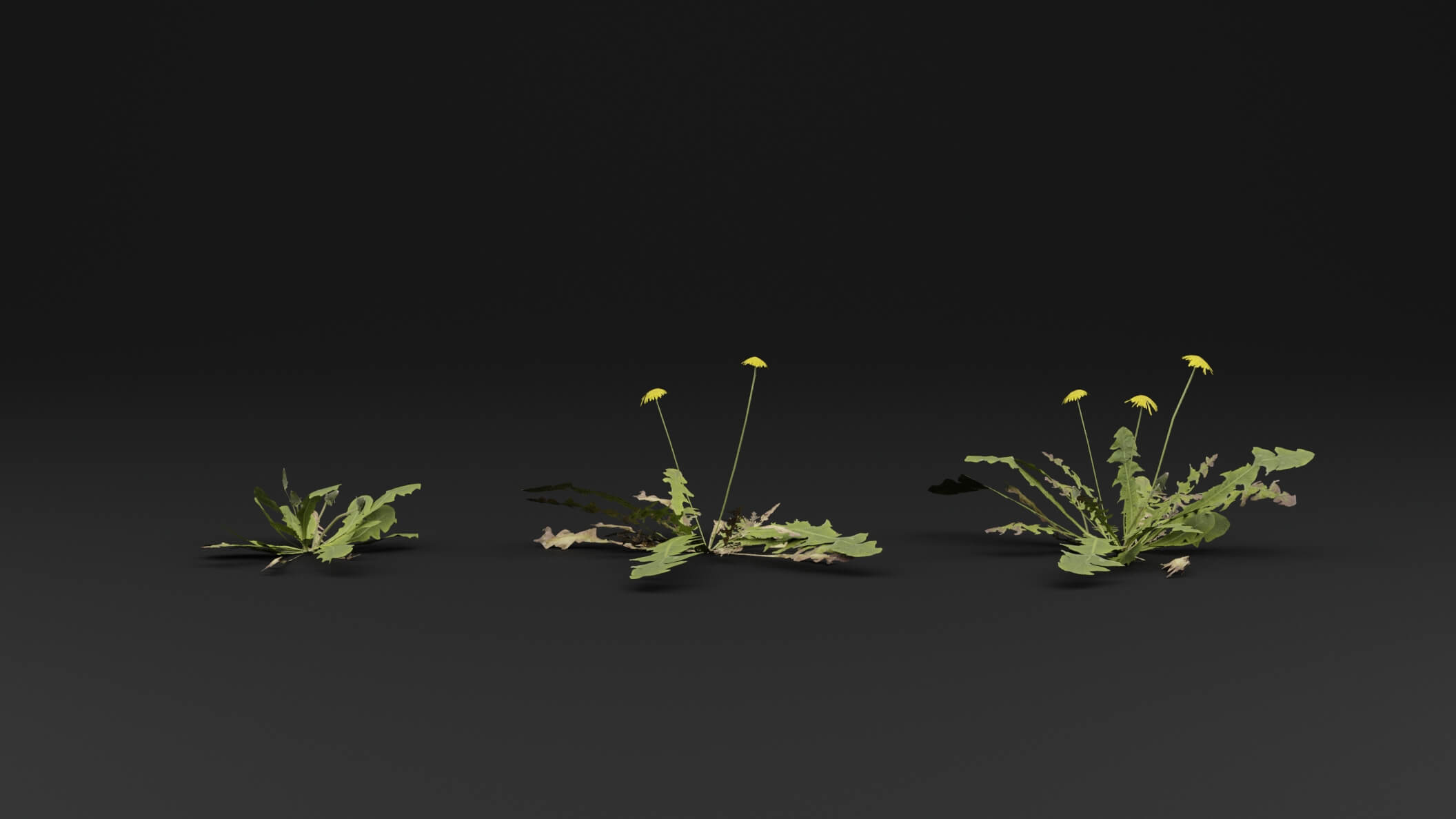 Leafy Dandelions Plant - 3D Model by Green Lander