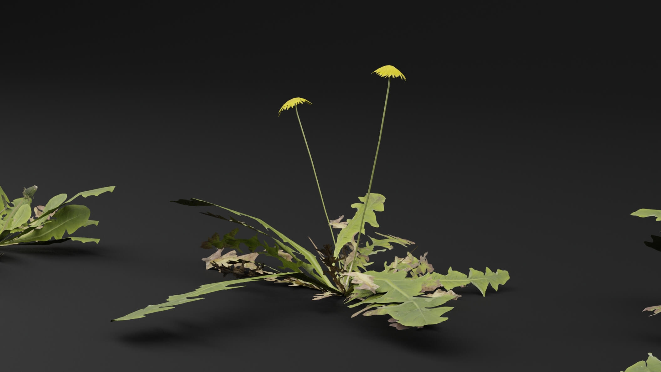 Leafy Dandelions Plant - 3D Model by Green Lander