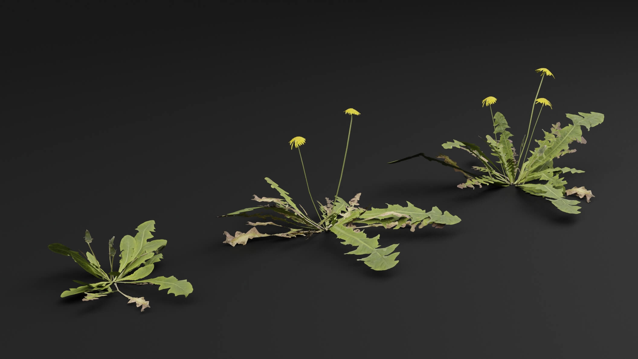 Leafy Dandelions Plant - 3D Model by Green Lander