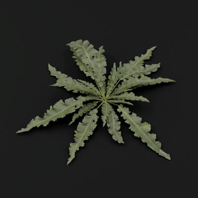 Dae 3D Models | Plants | Weeds | RenderHub