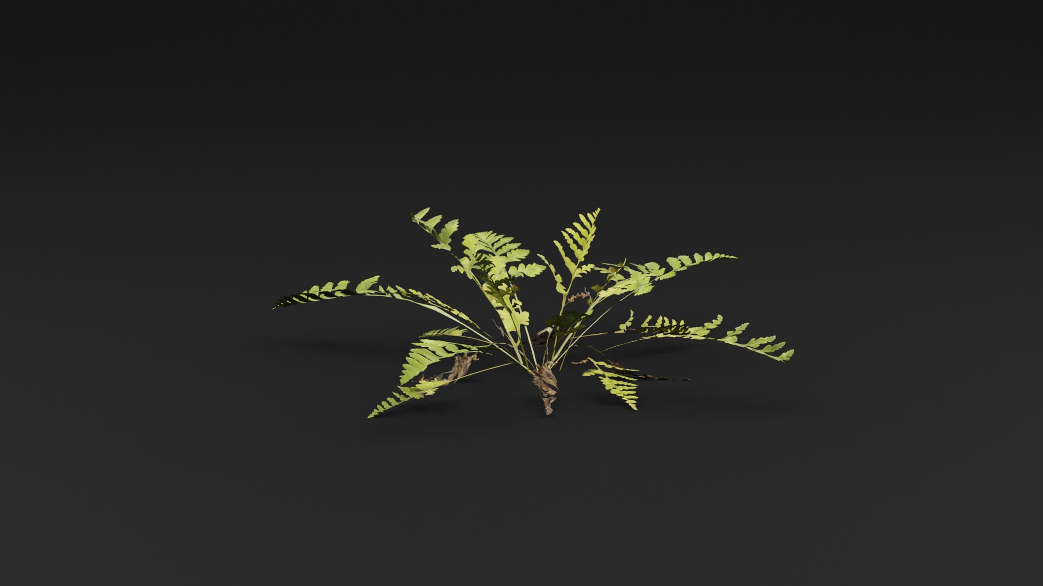 Leatherleaf Fern Plant - 3D Model by Green Lander