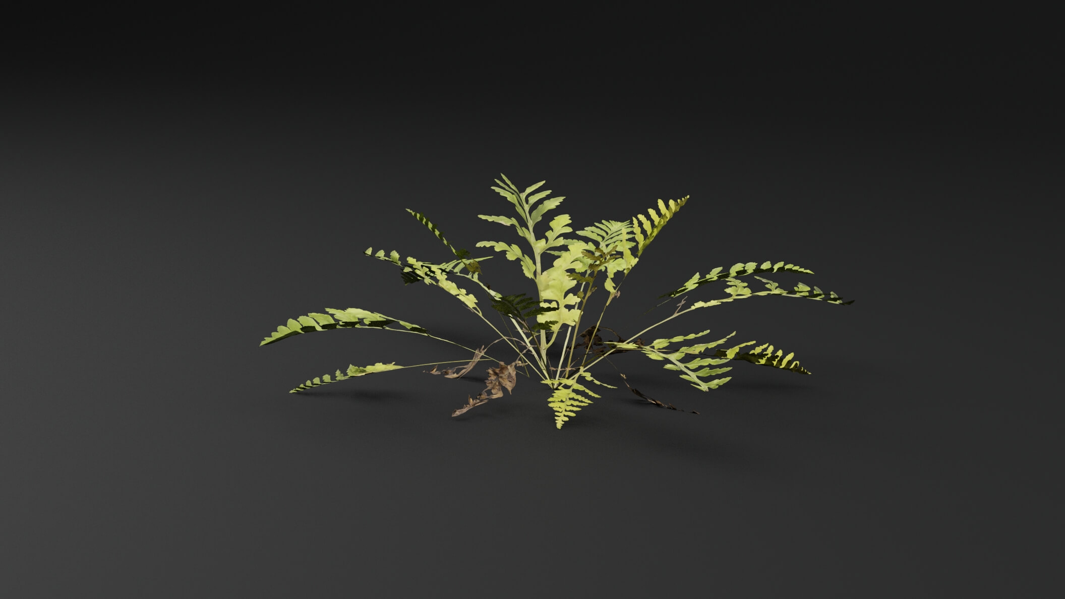 Leatherleaf Fern Plant - 3D Model by Green Lander