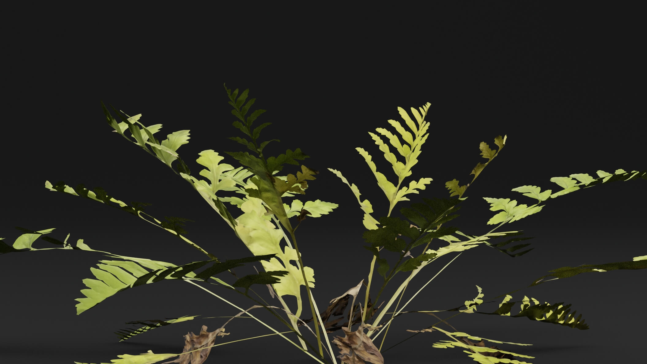 Leatherleaf Fern Plant - 3D Model by Green Lander